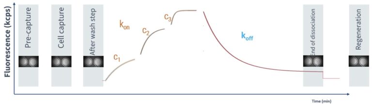 heliXcyto® & RT-IC Services | 2bind
